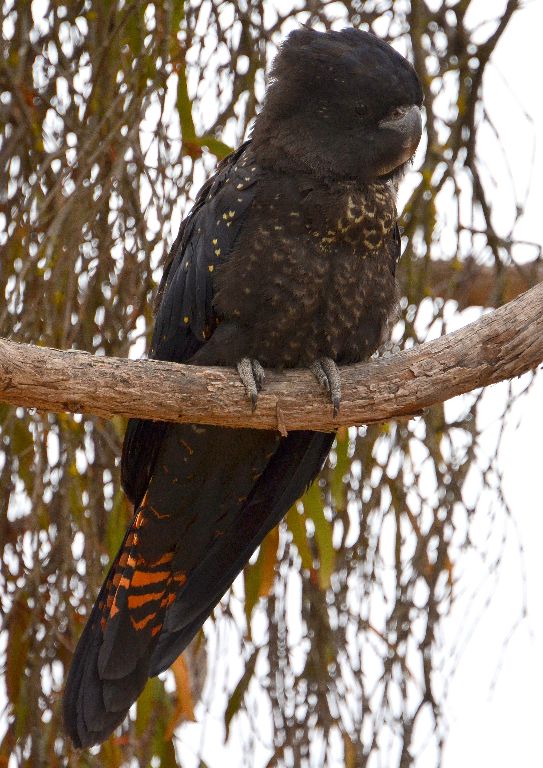 Red-tailed Black-Cockatoo Recovery Project - Gallery